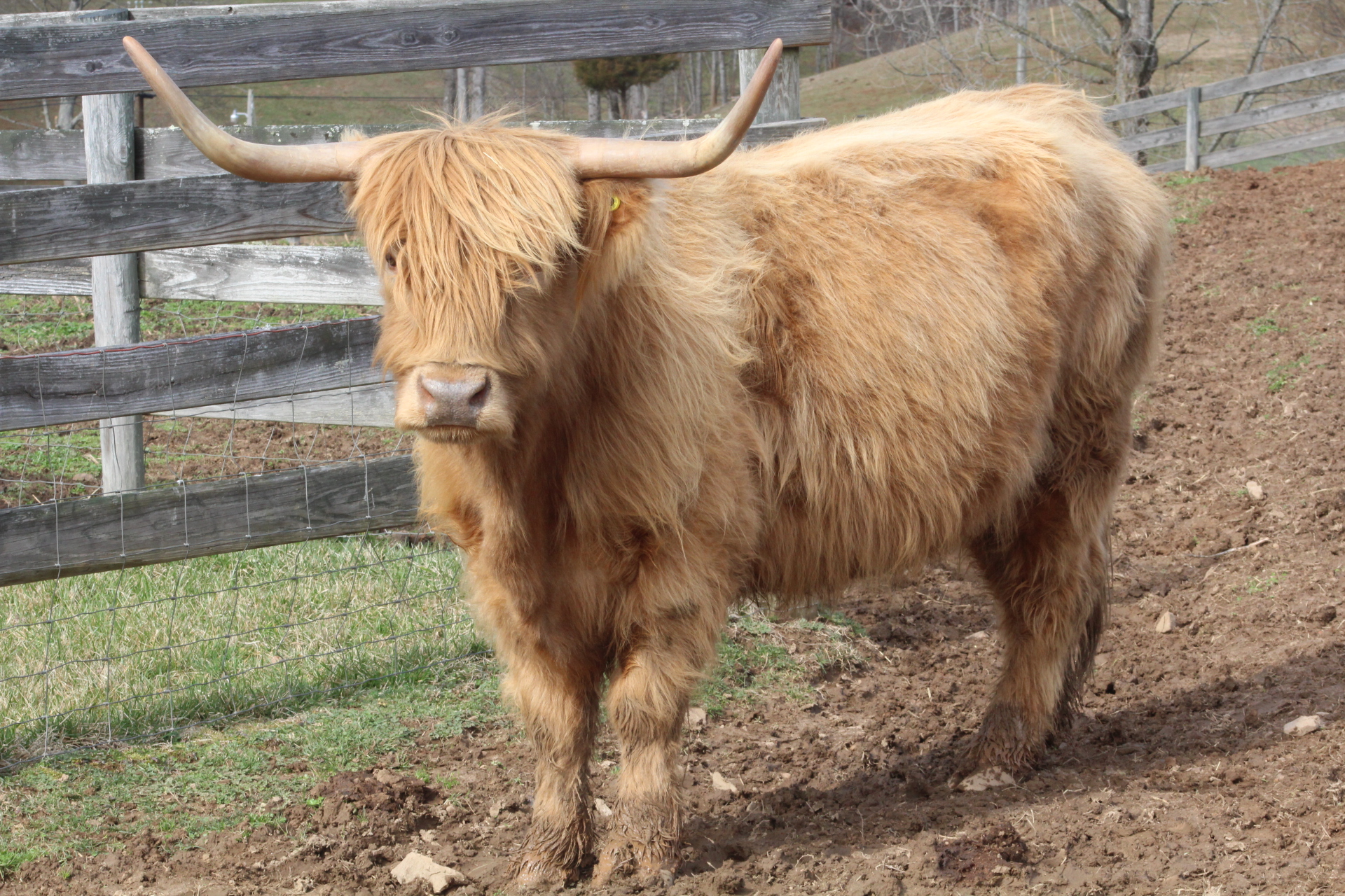 Red Highland cow bred “Dede” | AirAuctioneer