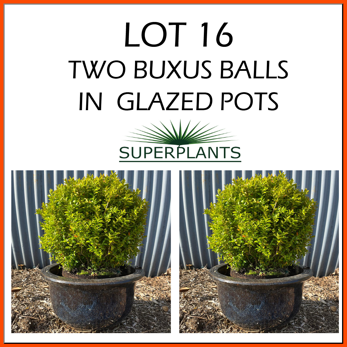 TWO BUXUS BALLS IN GLAZED POTS | AirAuctioneer
