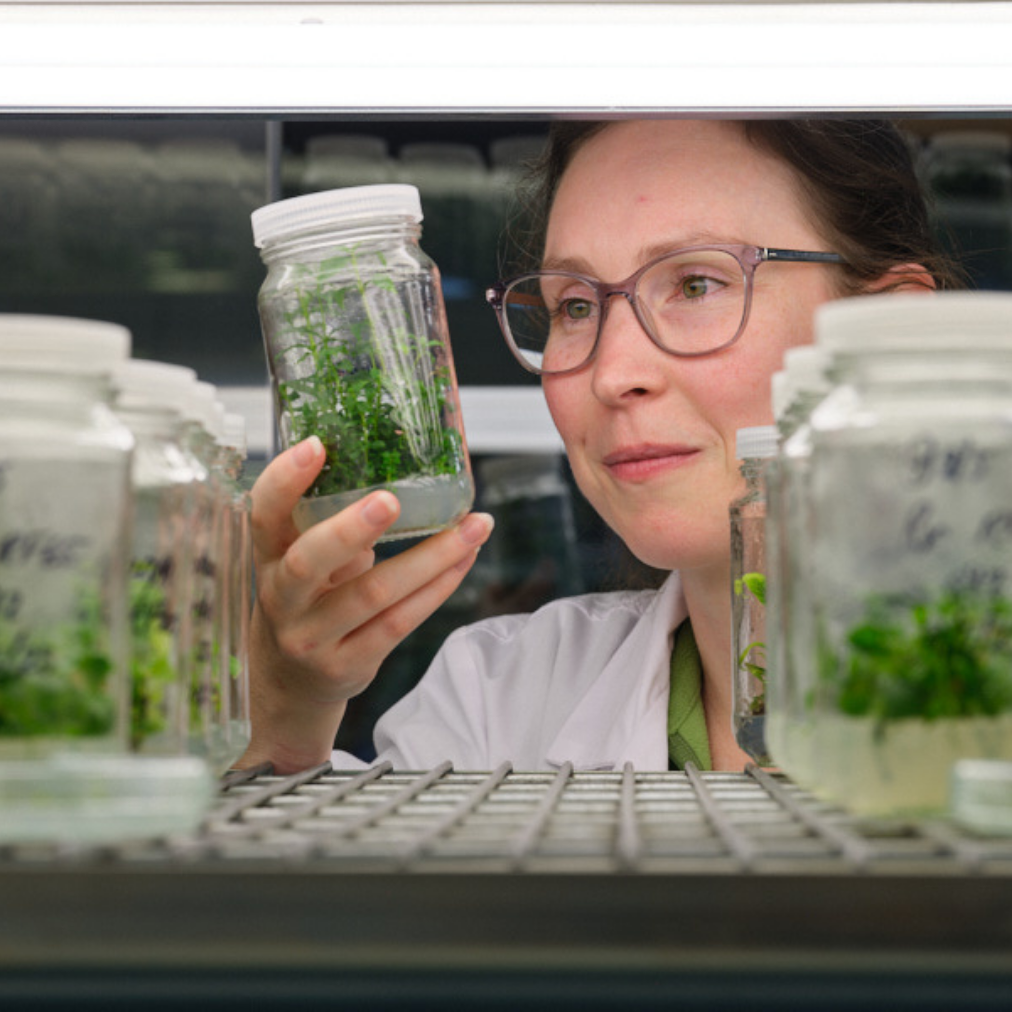Tissue Culture Experience & Endangered Collections Tour at Australian ...
