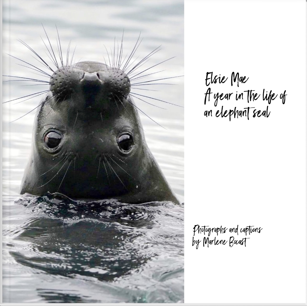"Elsie Mae - A Year in the Life of an Elephant Seal" | AirAuctioneer