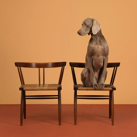 An Iconic William Wegman Weimaraner | AirAuctioneer