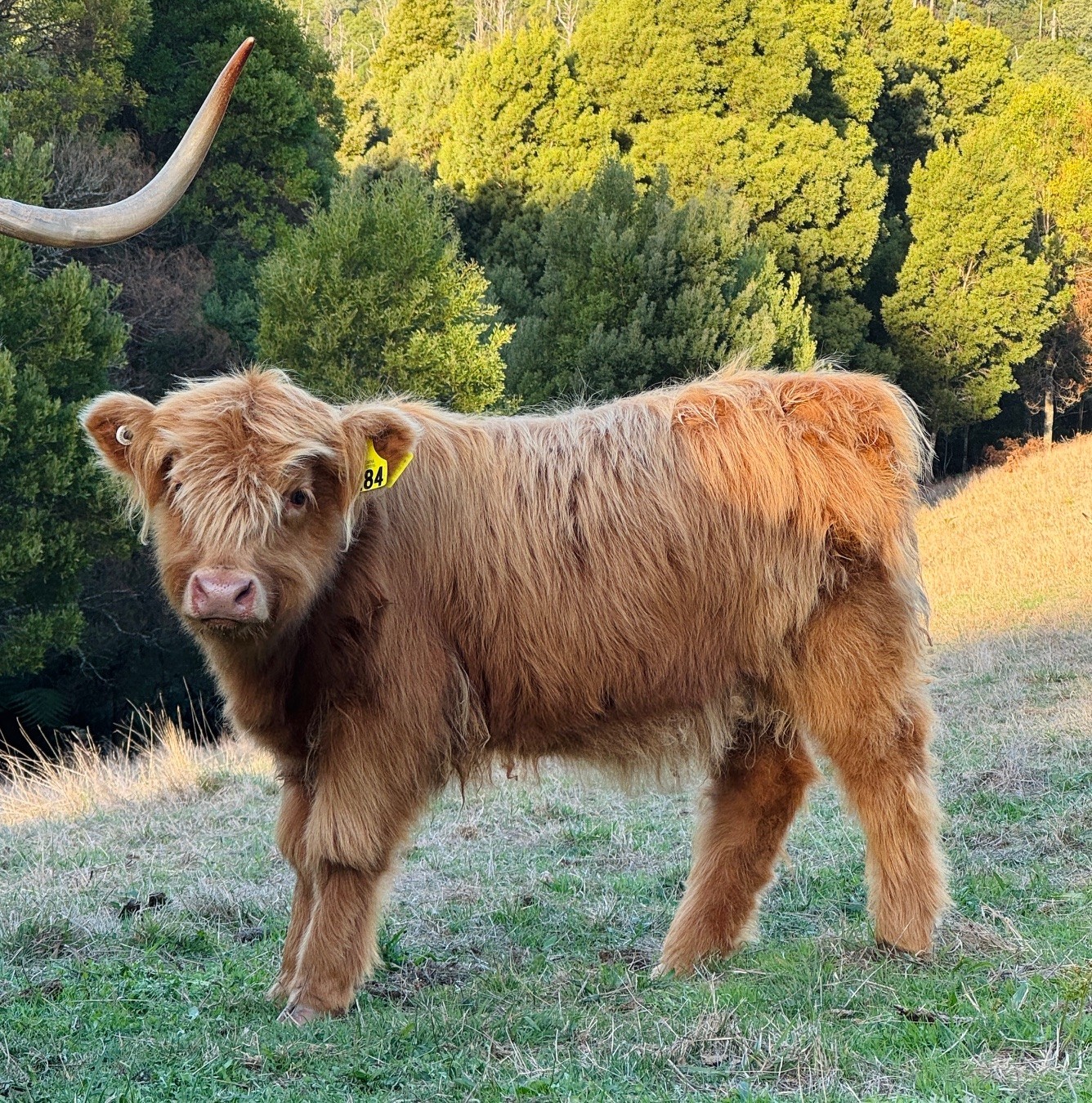 Suilean Gorma 2nd of Yatarna | AirAuctioneer