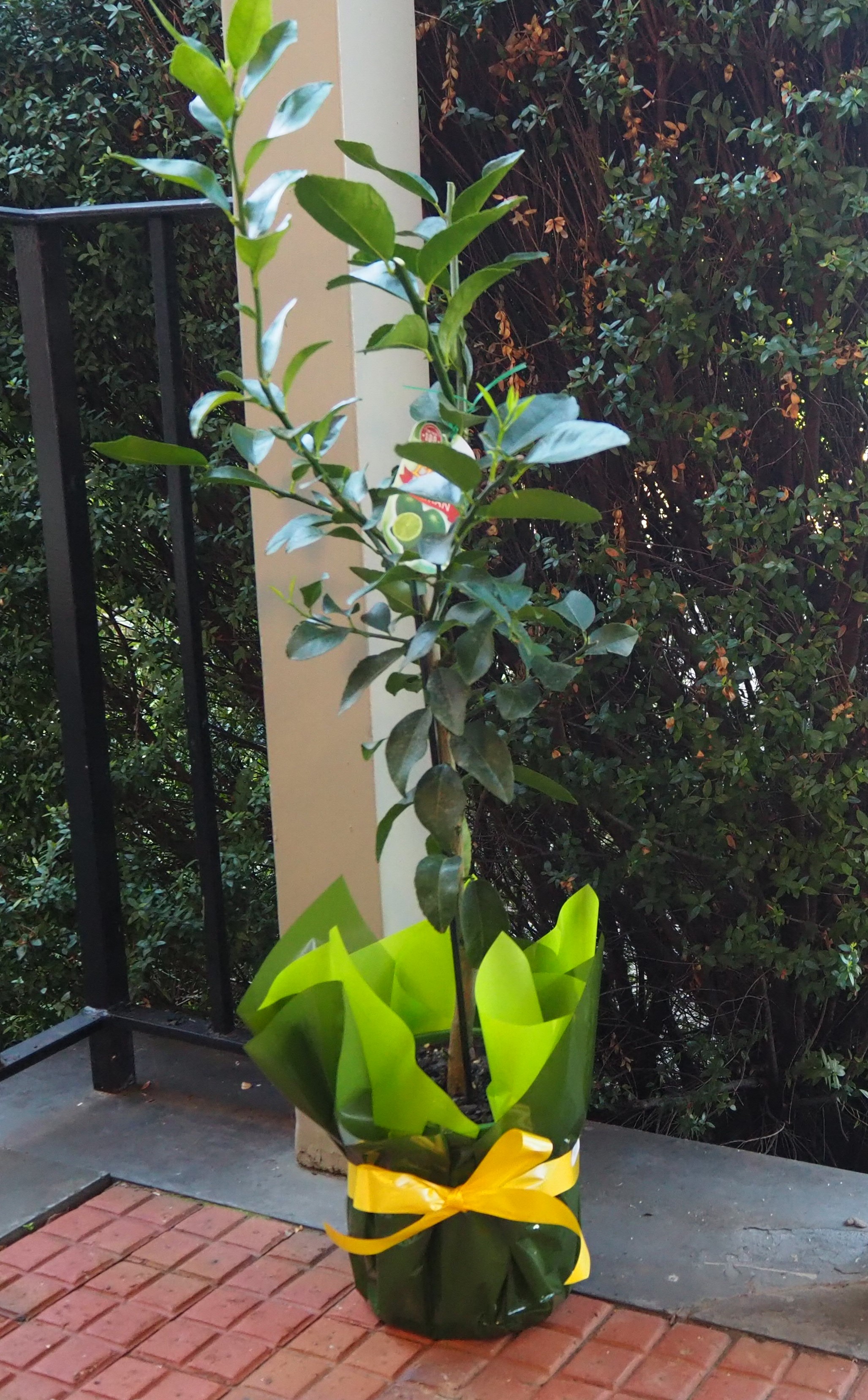 Tahitian Lime Tree | AirAuctioneer