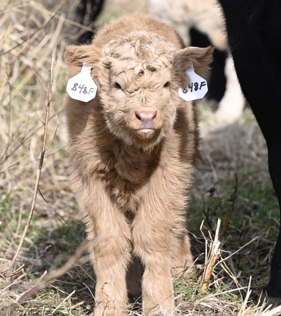 “Bella” of Circle AM, Yellow AHCA Registered Highland Heifer ...