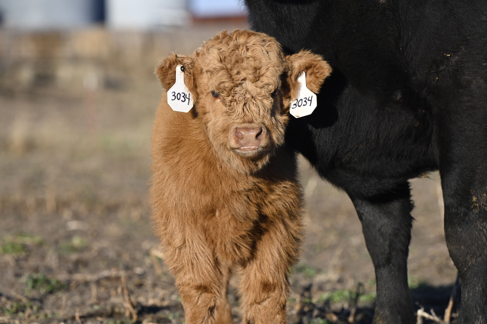 “Carol”of Circle AM, Yellow AHCA Registered Highland Heifer | AirAuctioneer