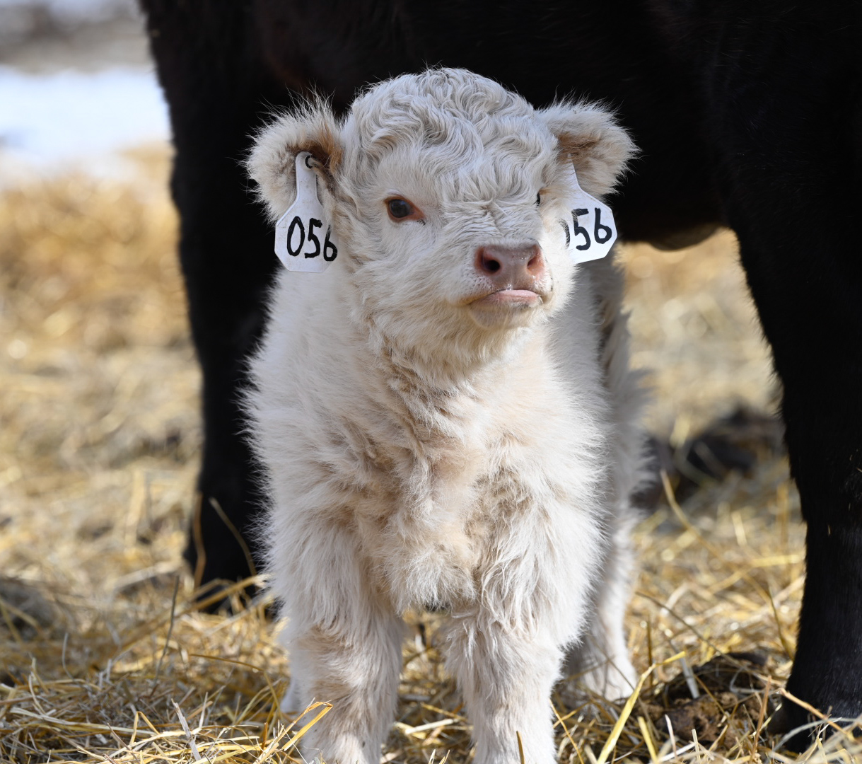 "Half Time" White Micro/Mini Highland Heifer -chondro positive ...