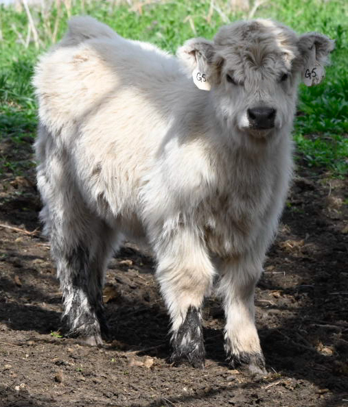 "Babs" Silver Mini/Mid Highland Heifer (CKG5) | AirAuctioneer