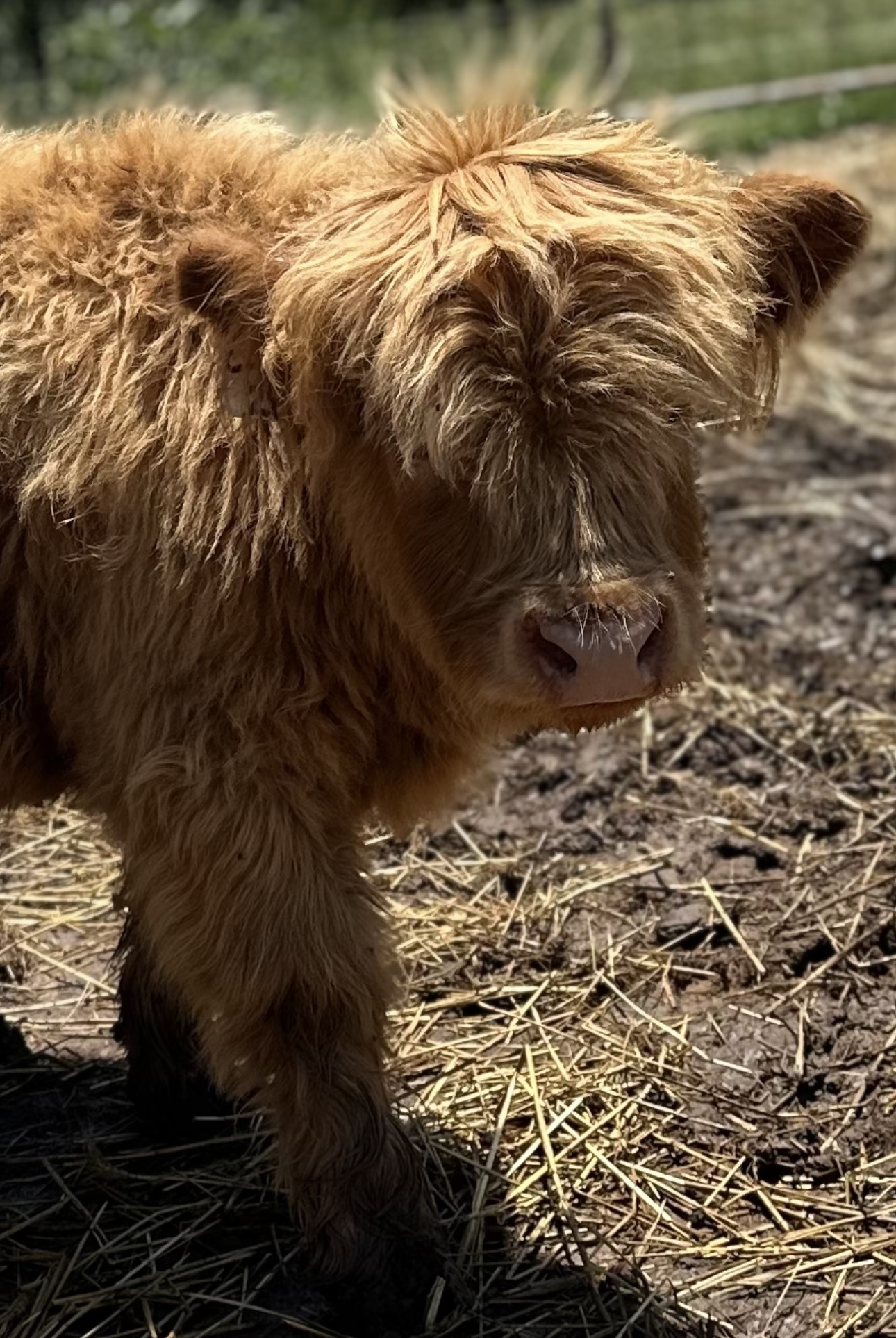 JCJ Miniature Cattle, #28 Yellow Micro/Mini Chondro Positive Highland ...